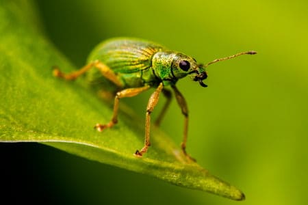 Weevils: Everything You Need to Know