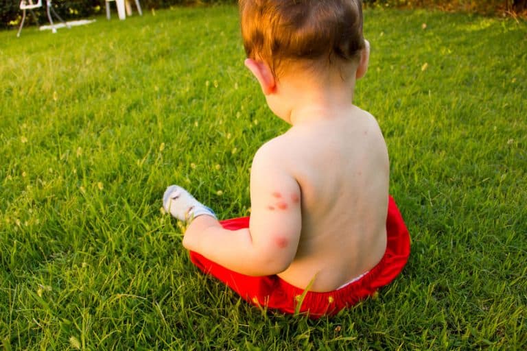 Gallinipper Mosquito: Everything You Should Know