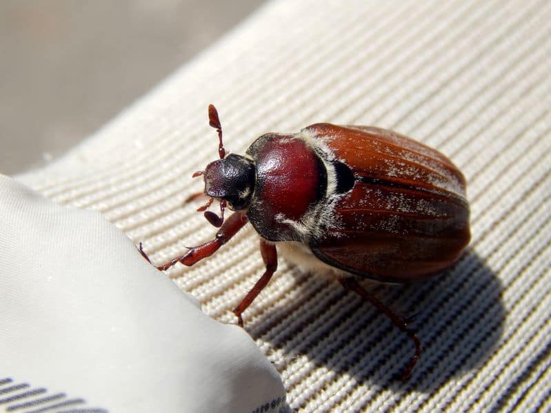 How June Bugs Can Damage Your Well Manicured Lawn